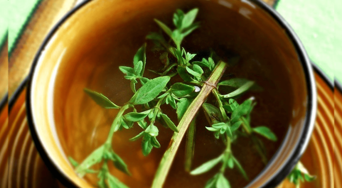 Mate de muña: el expectorante por naturaleza de las zonas altoandinas ...
