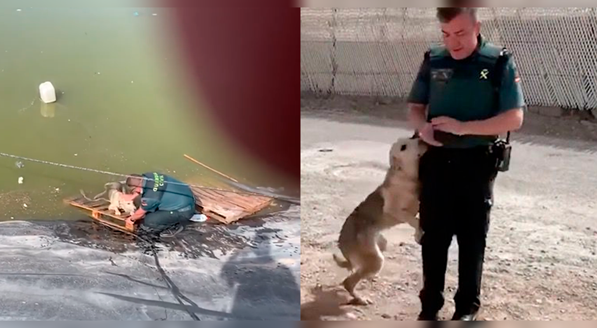 Perro abandonado agradece con afectuosos 'abrazos' a policías que lo ...