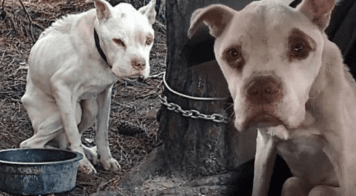 Hero, el perrito que pasó 4 años encadenado a un árbol sin perder la ...