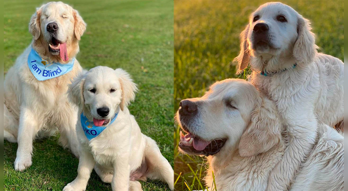 Perro ciego tiene un pequeño guía y ambos se vuelven inseparables