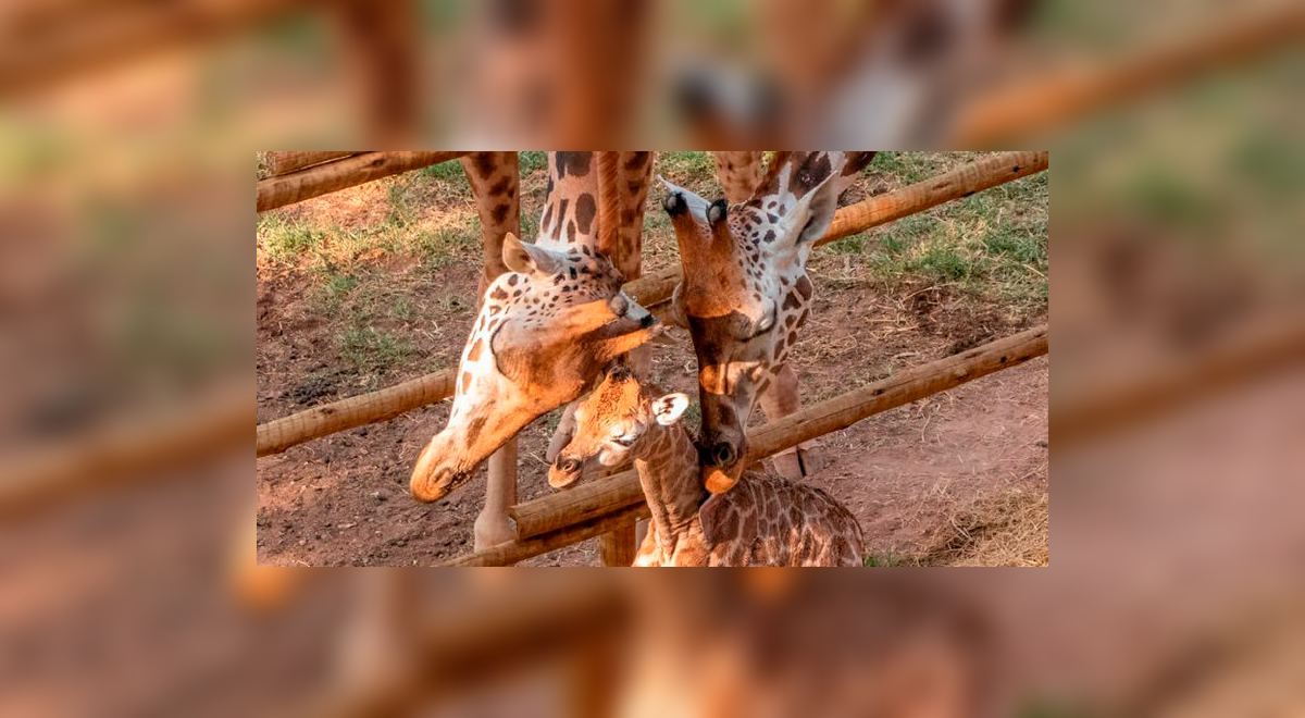 Ejemplar de jirafa en peligro de extinción nació en zoológico de Brasil