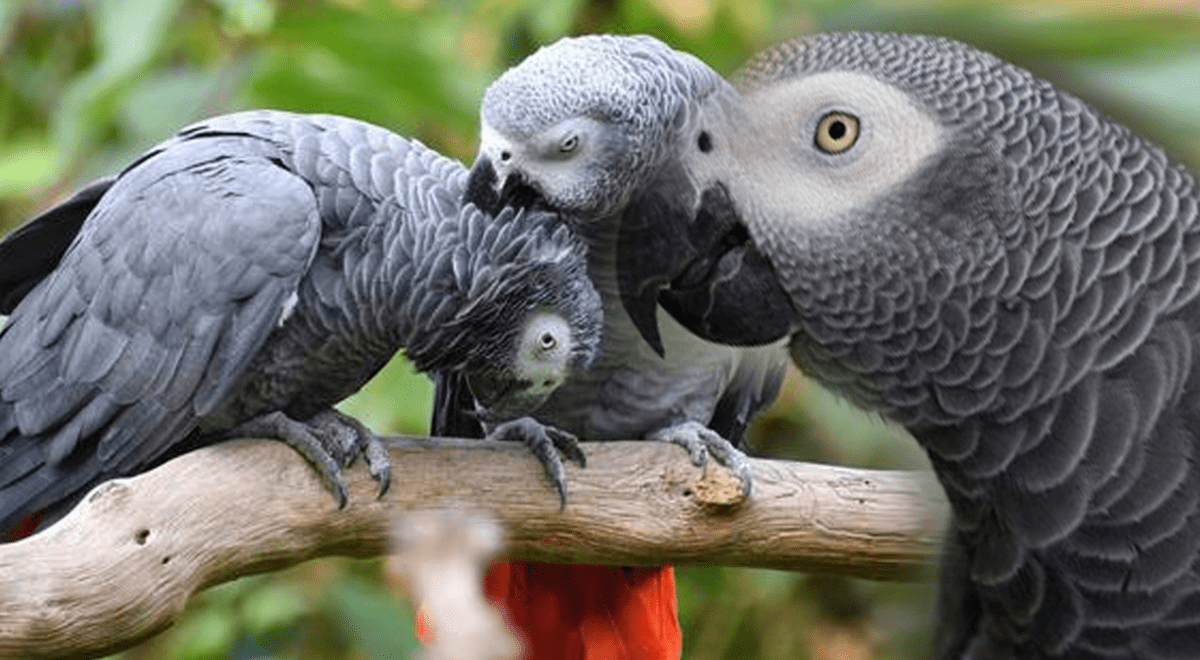 Zoológico separó a los loros grises por decir groserías a los visitantes