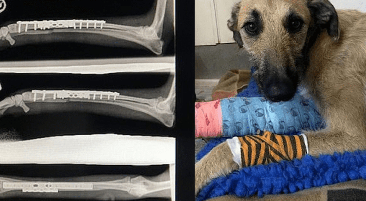 Perro fue amarrado y abandonado a un poste con una pata rota