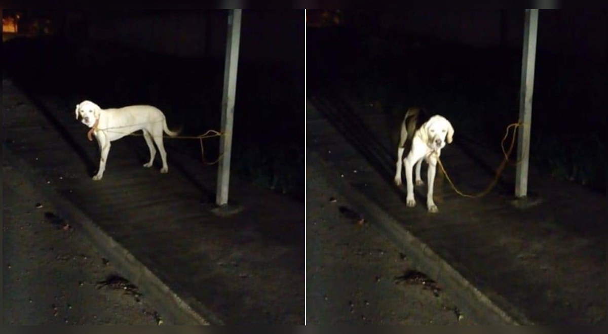 Perro es amarrado a un poste y abandonado en medio de la noche