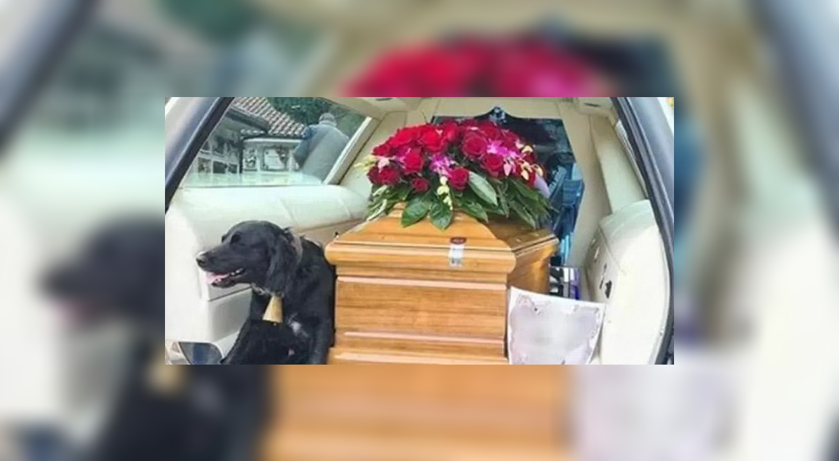 Perro acompañó a su difunto dueño en la carroza fúnebre hasta su entierro