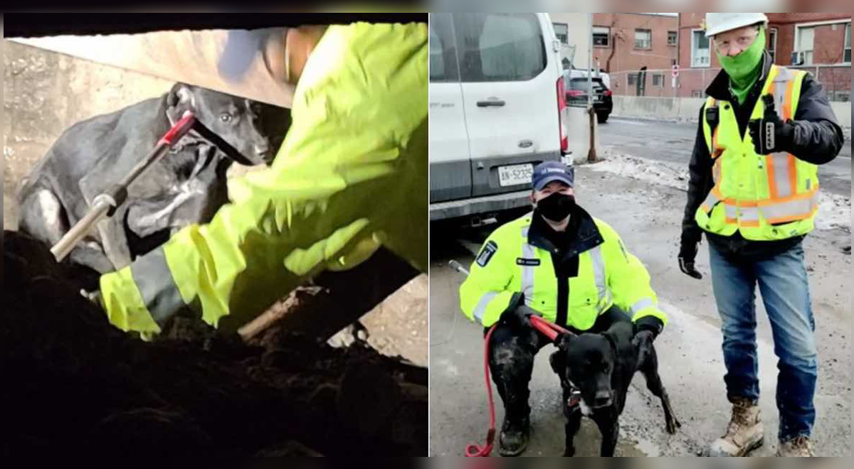 Perro extraviado fue encontrado luego de 6 semanas por unos obreros