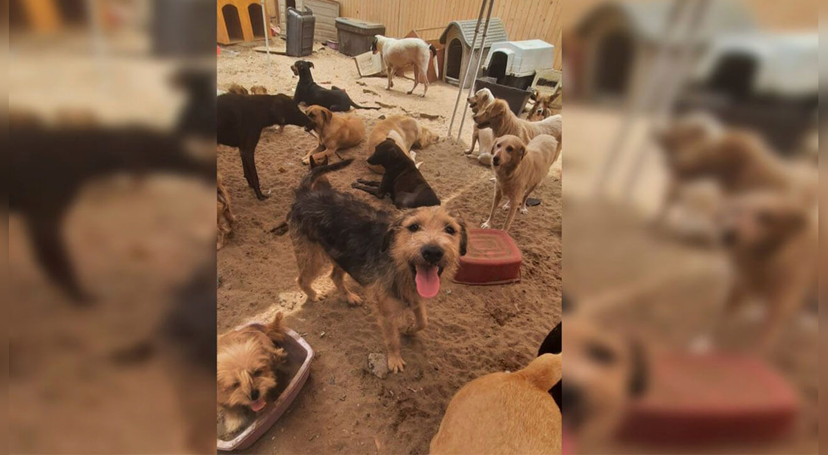 Albergue organiza colecta para más de 80 animales rescatados en todos ...