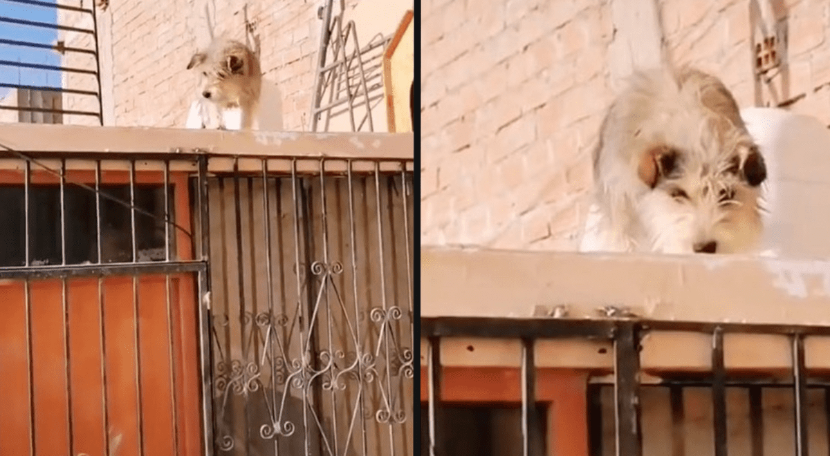 Se mudaron y lo abandonaron a su suerte en la azotea, sin agua ni alimento