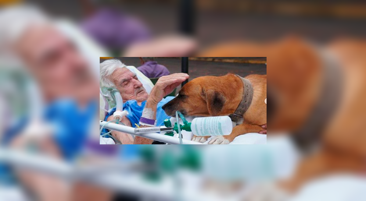 Perrito visita a su dueño que está hospitalizado y logra reanimarlo