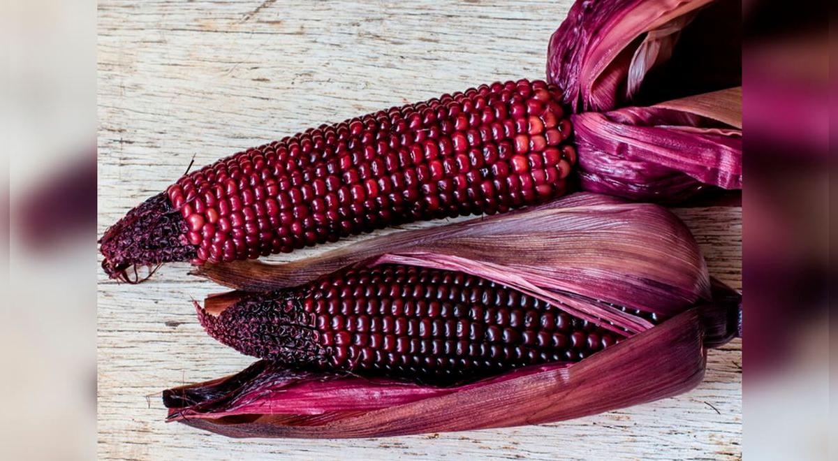 Científicos peruanos desarrollan nueva variedad de maíz morado rica en ...