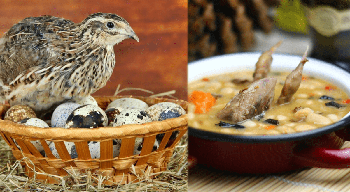 Nutritivo caldo de codorniz: ¿Cómo prepararlo y cuáles son sus beneficios?