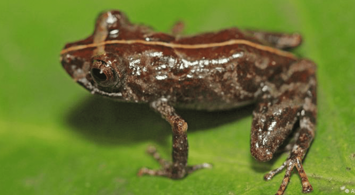 Amazonas: Descubren nueva especie de rana registrada por primera vez