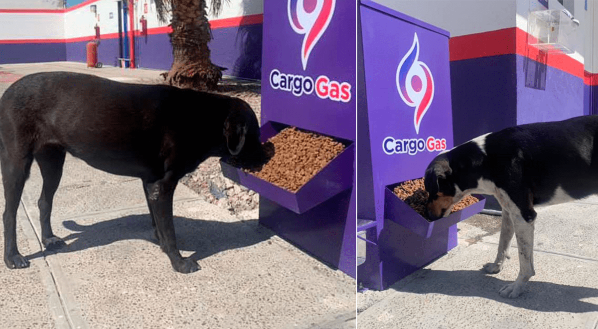 Gasolinera instala zona de alimentación para los perros callejeros