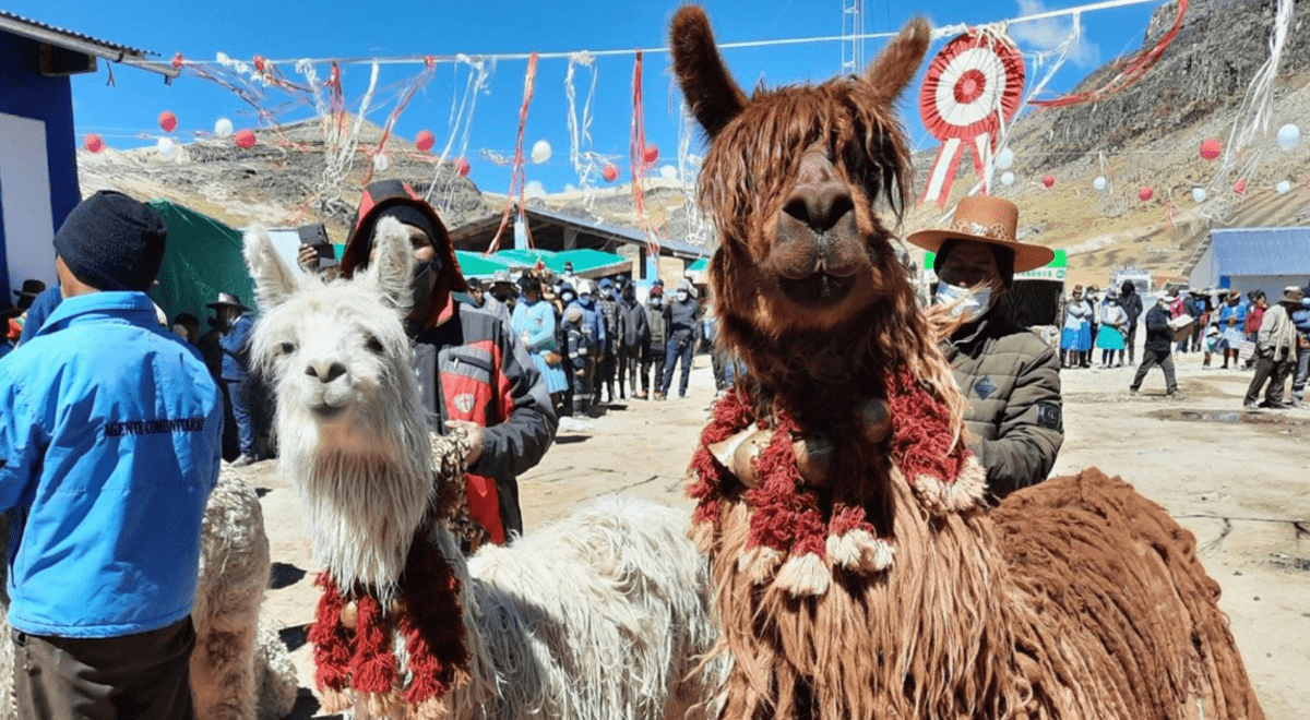 Puno: la fibra de alpaca más fina del mundo es de Quelcaya