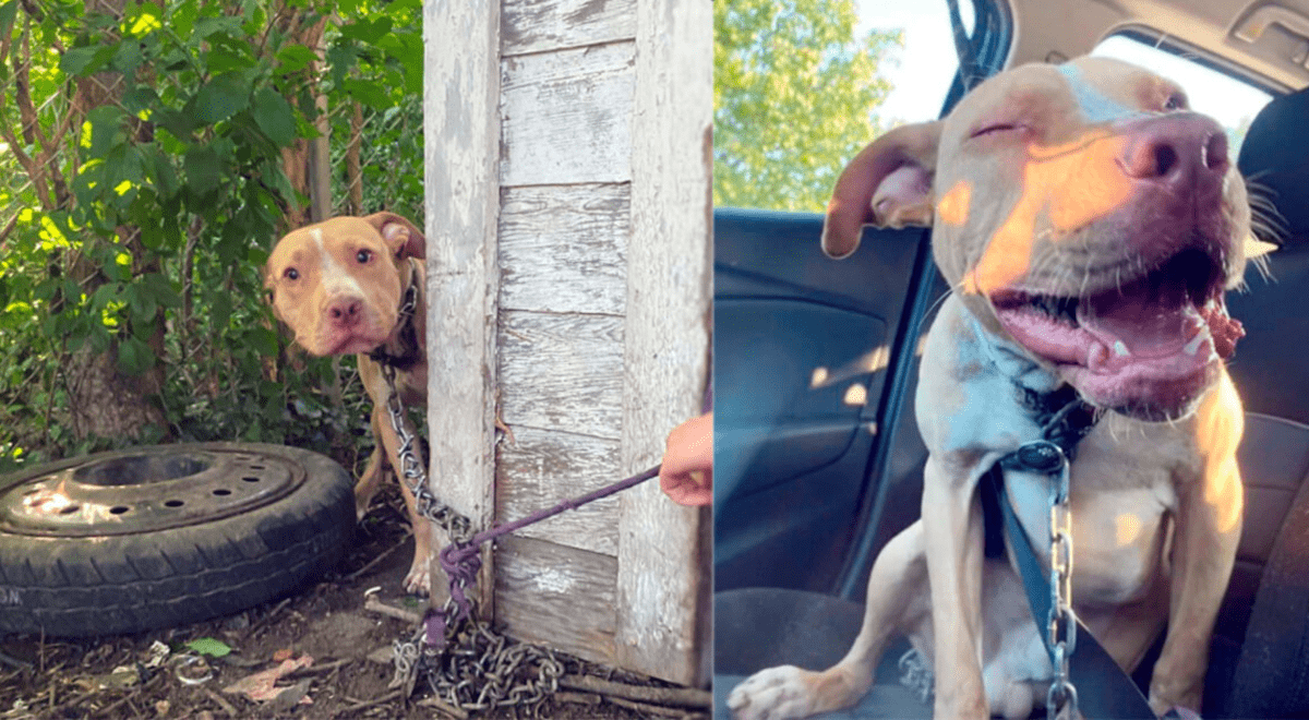 Rescatan a perro que estaba abandonado y amarrado a una cadena de acero