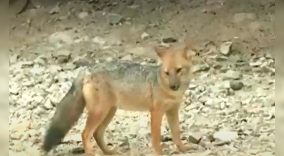 Zorro andino de Comas: ¿Qué pasó con "Run Run" y a dónde lo llevarán?