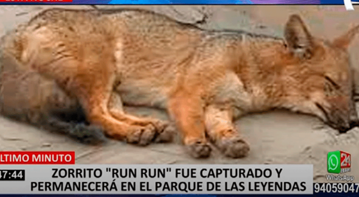 Zorrito Run Run fue capturado tras cinco días de intensa búsqueda | VIDEO