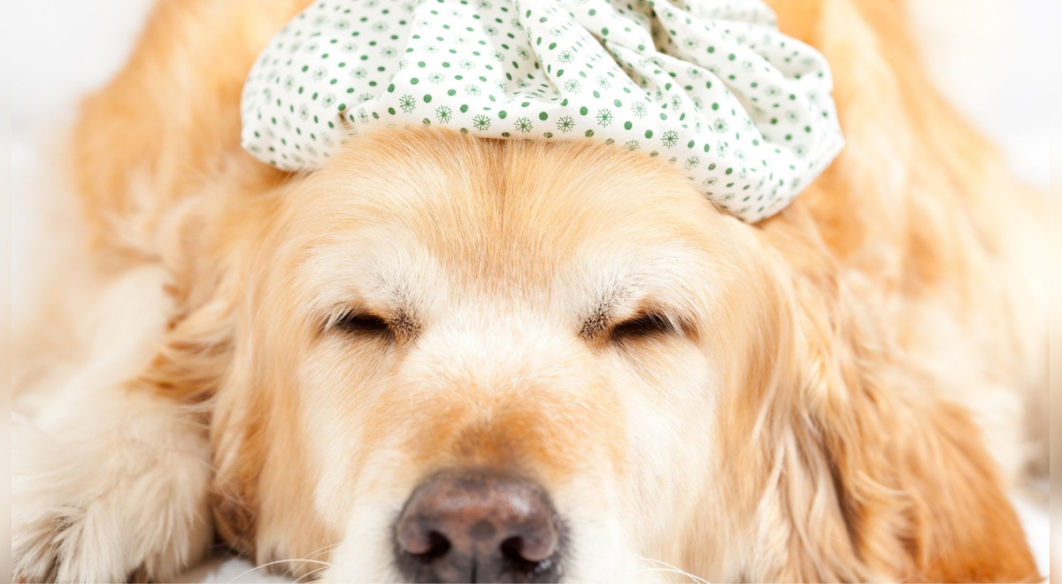 ¿El collar limones cura el moquillo en los perros? Veterinario responde