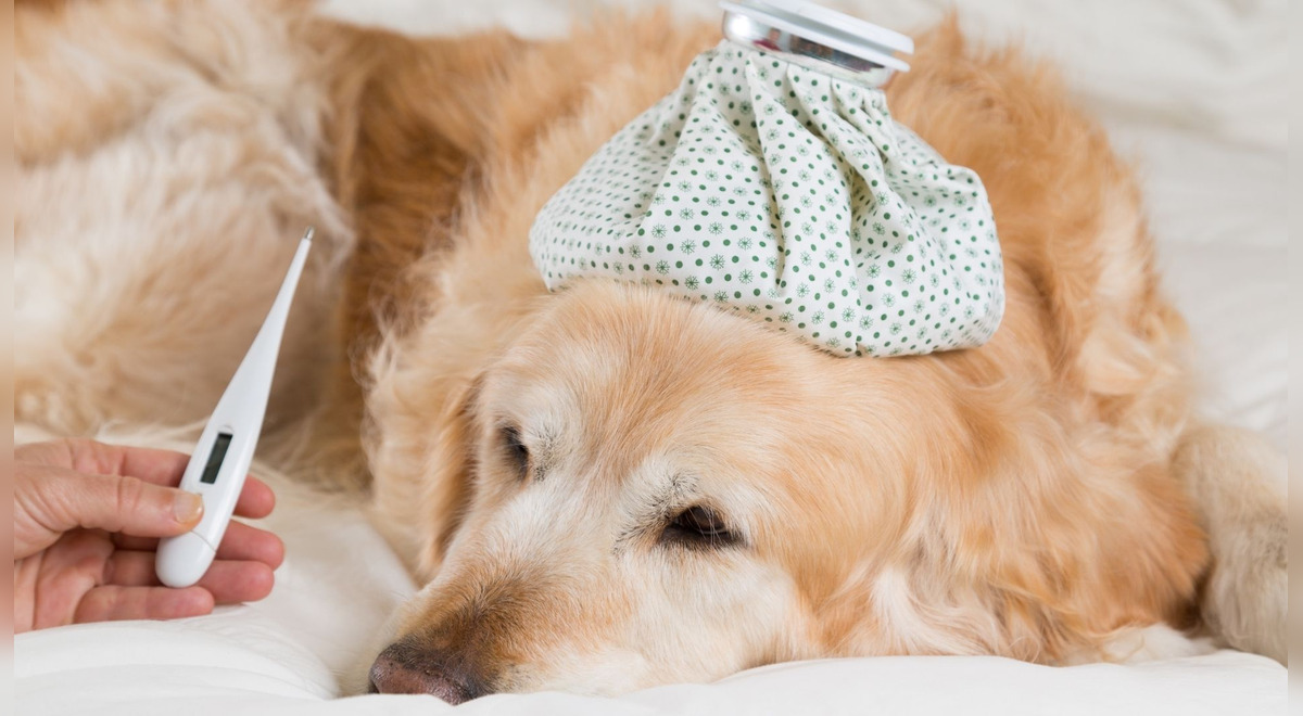 ¿No sabes por qué tu perro tiembla y cómo puedes ayudarlo?