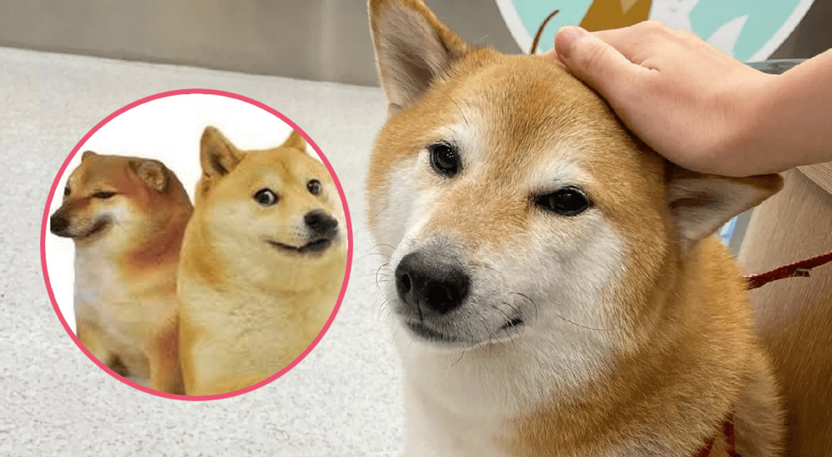 Balltze, el famoso perrito de los memes, está mal de salud y preocupa