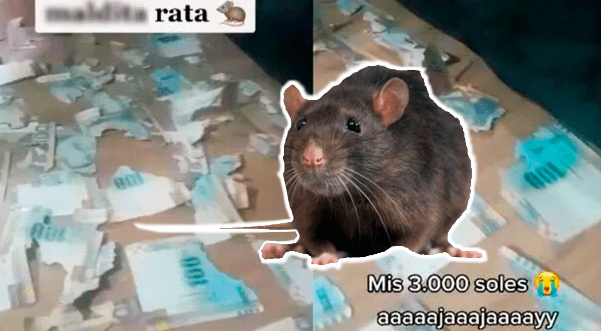Peruana rompe en llanto tras descubrir que una rata acabó con los 3 mil ...