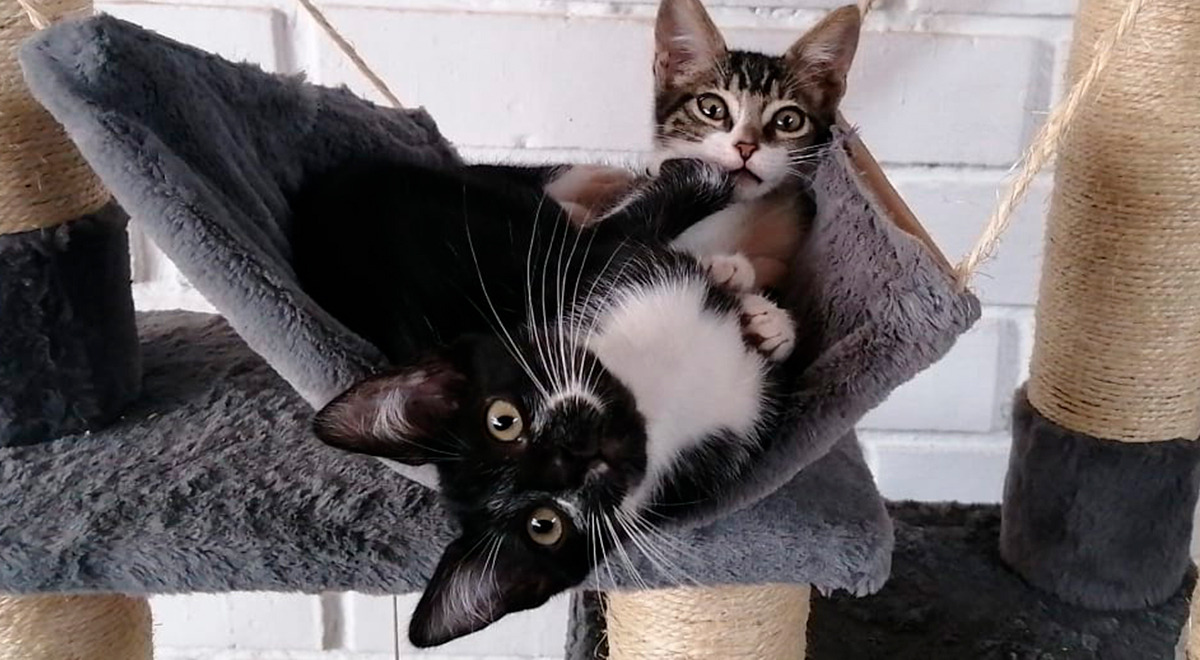 Día Internacional del Gato: Gana premios fotografiando a tu mascota