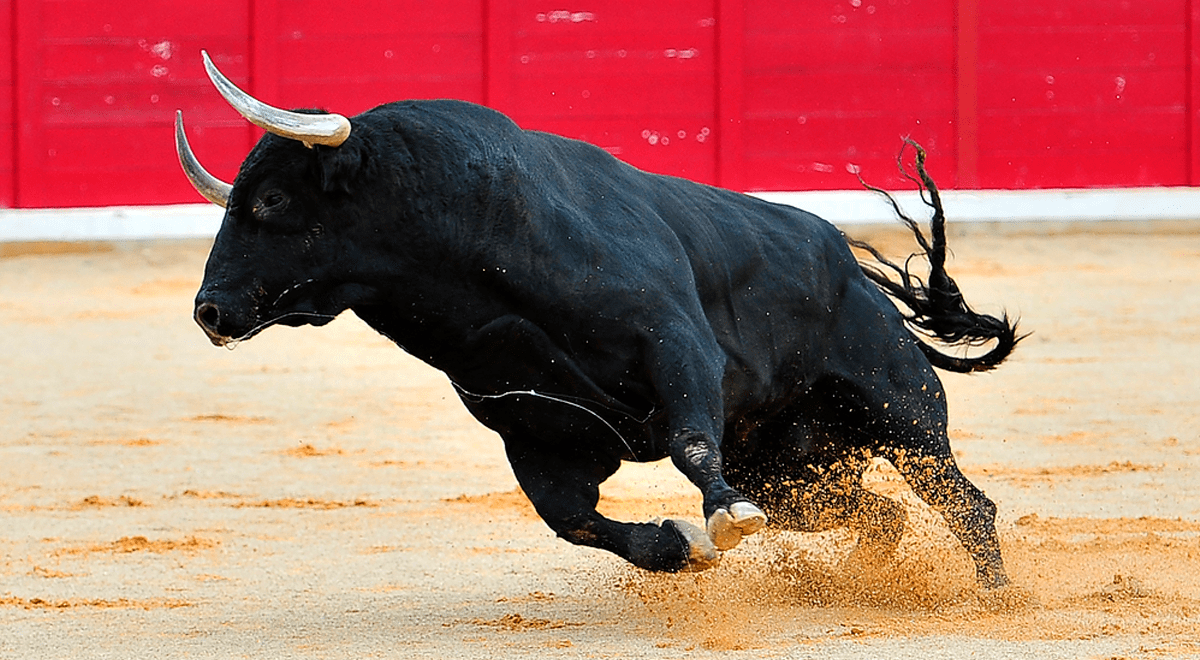Joven de 18 años recibe cornada de toro en el ojo y fallece camino al ...