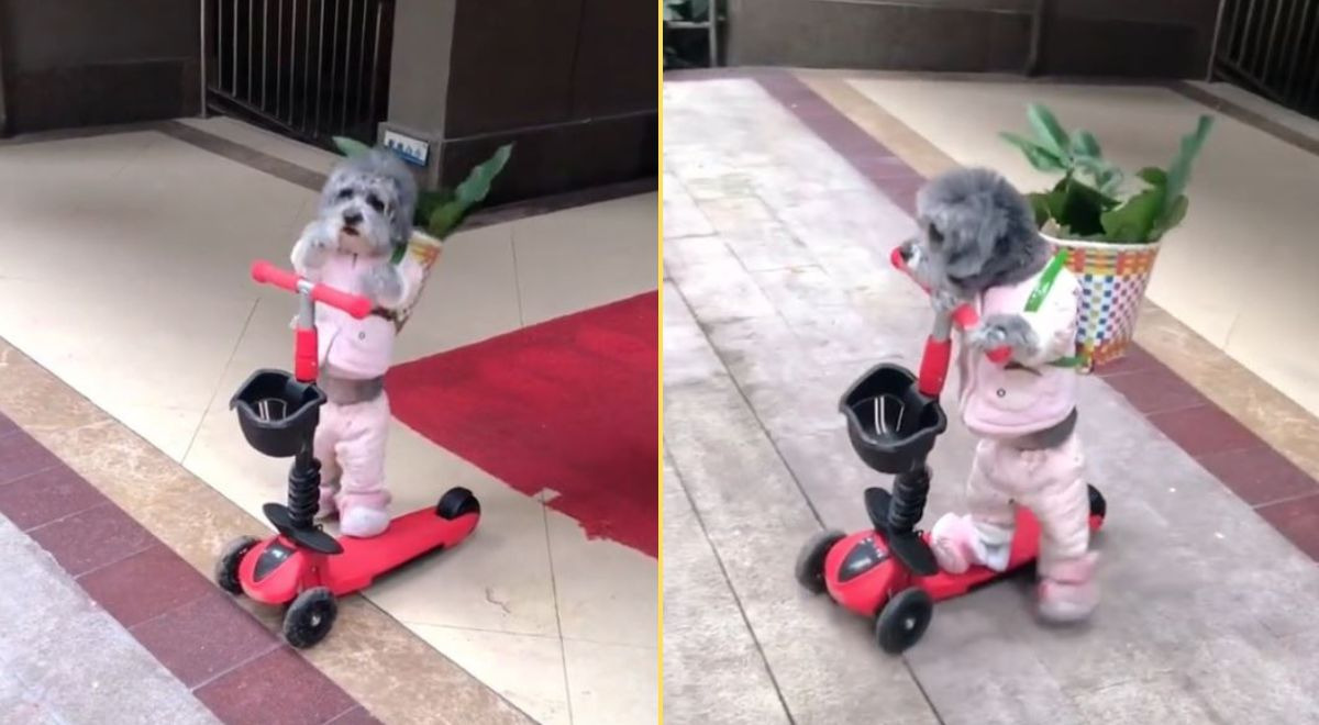 Perrito se monta en su scooter para 'trabajar' como repartidor, pero ...