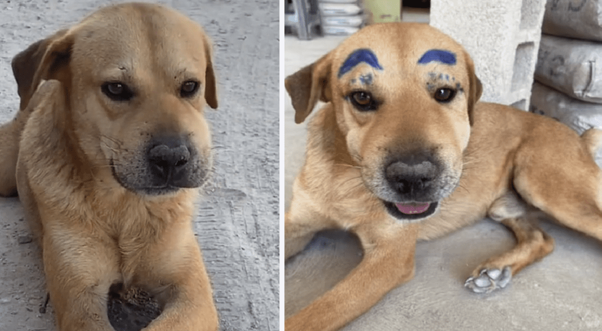 Perrito intenta jugar con abejas y termina hinchado por la picaduras