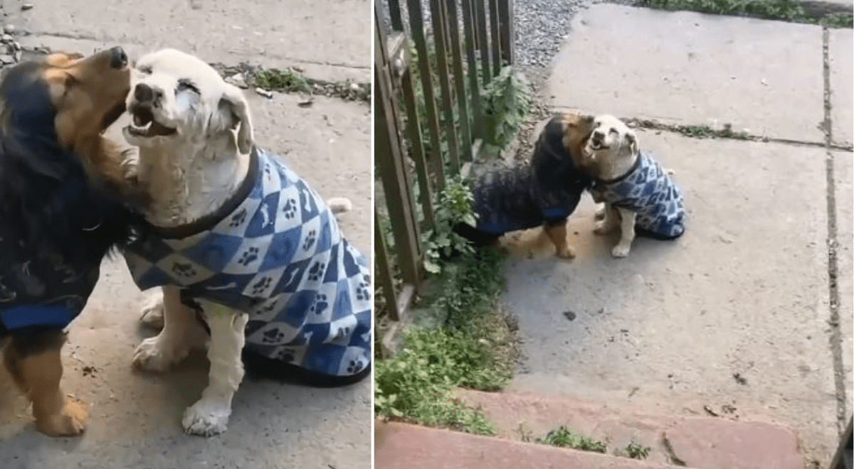 Perros son vistos dándose besos de manera apasionada: "Estos podríamos ...
