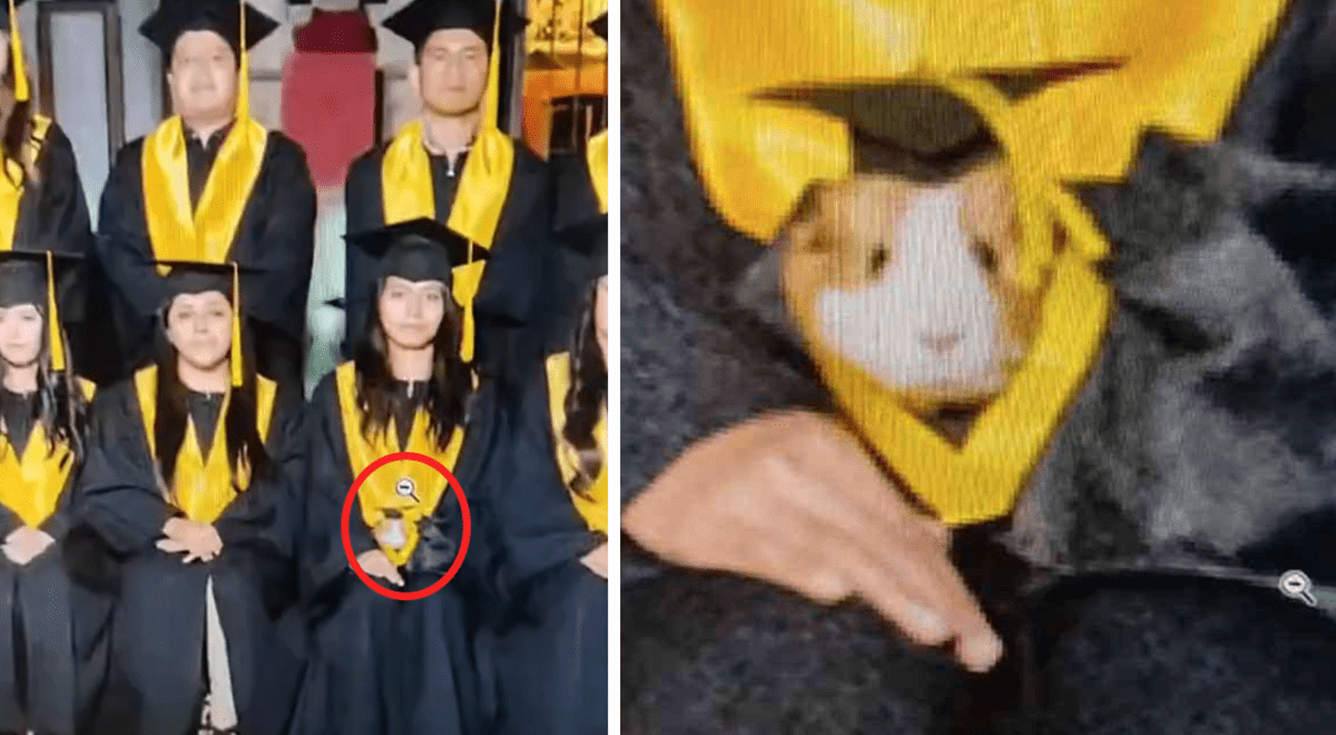 Cuy vestido con toga y birrete posa en foto de graduación universitaria ...