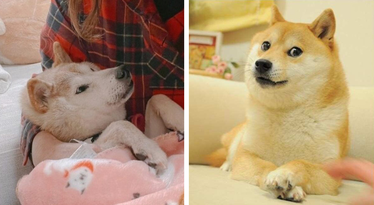 Kabosu, famosa perrita del meme Doge, se encuentra en estado crítico