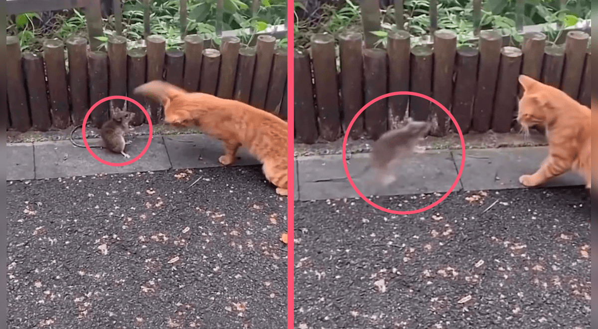 Gato se enfrasca en una espectacular pelea con un ratón y video se ...