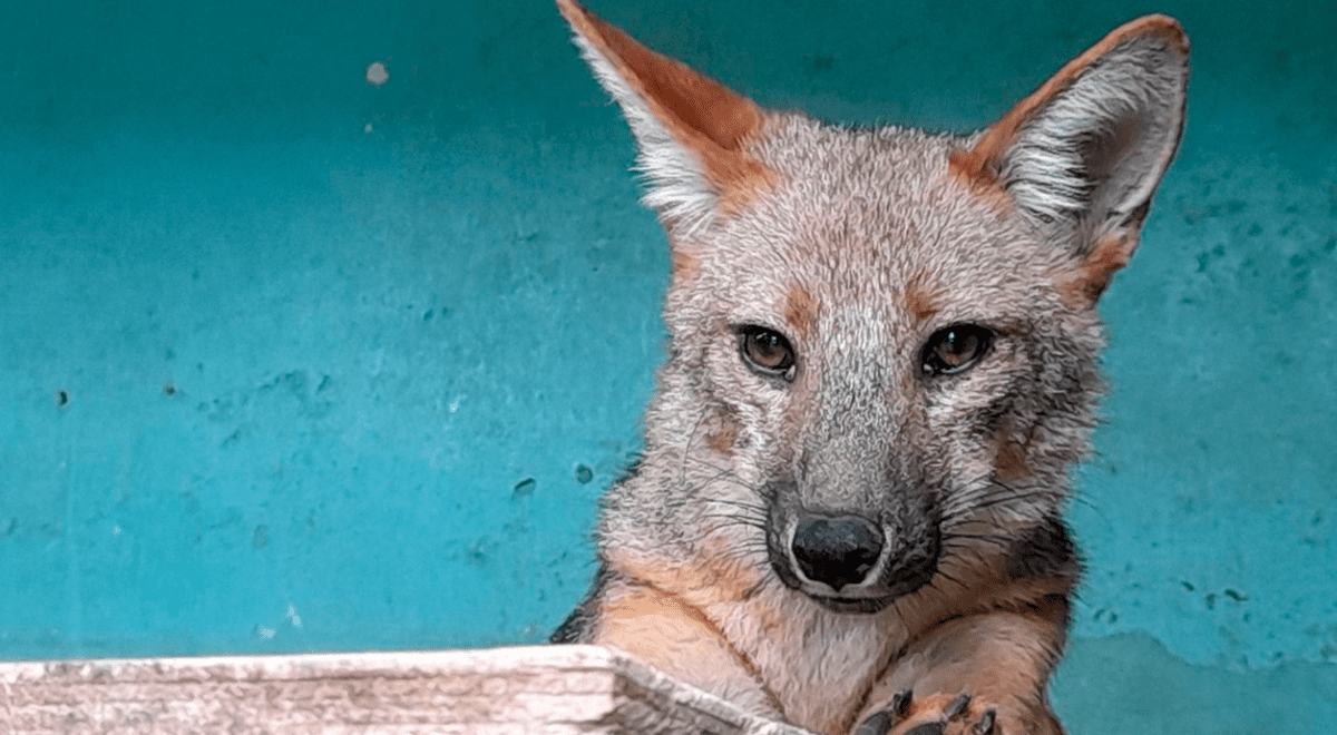 Run Run: ¿Qué es de la vida del zorro andino que fue adoptado pensando ...