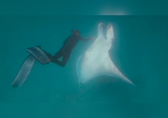 Esta gigante mantarraya herida pide ayuda a un buceador y se vuelve ...