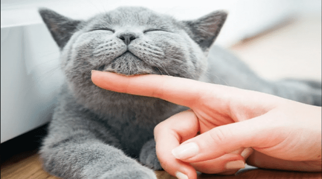 Gato le cambia la vida a su dueña al revelarle de que esta embarazada ...