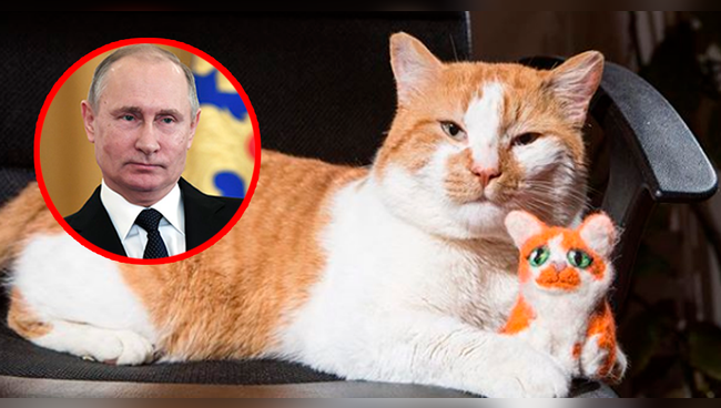 Instagram: Este gato inauguró el puente de Crimea antes que Putin