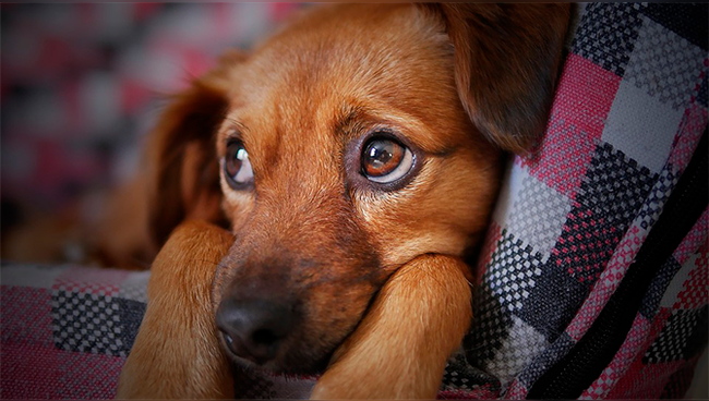 Descubre por qué a tu perro le salen bultos en la piel
