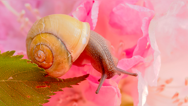 7 razones para incluir la baba de caracol en tu rutina de belleza