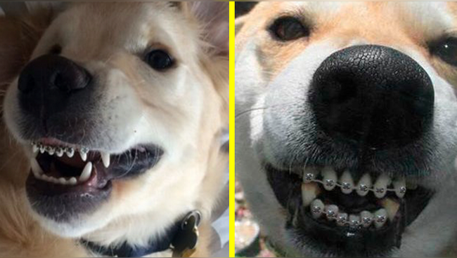 ¿Sabías que existen los brackets para perros?