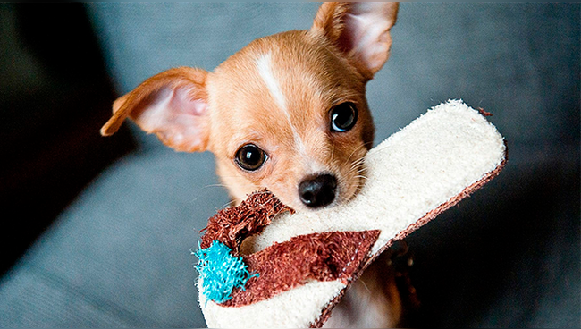 4 Razas de perros toy o miniatura que te fascinarán