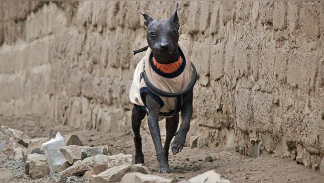 Día del Perro Peruano: 3 caracteristicas del can de patrimonio nacional