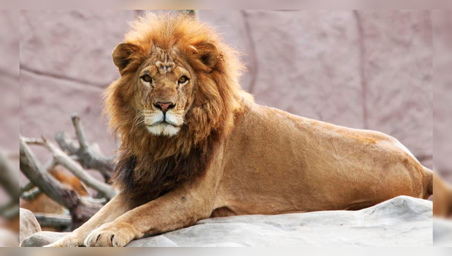 Visita el Parque de las Leyendas y conoce al verdadero rey león