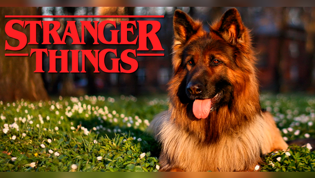 Lista de nombres para perritos inspirados en la serie Stranger Things