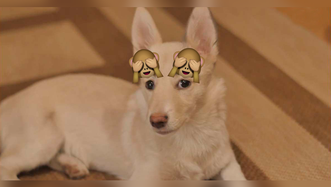 Perrito y sus peculiares cejas que son la envía de muchas