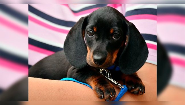 Te enseñamos un listado de nombres modernos para perritos con la letra C