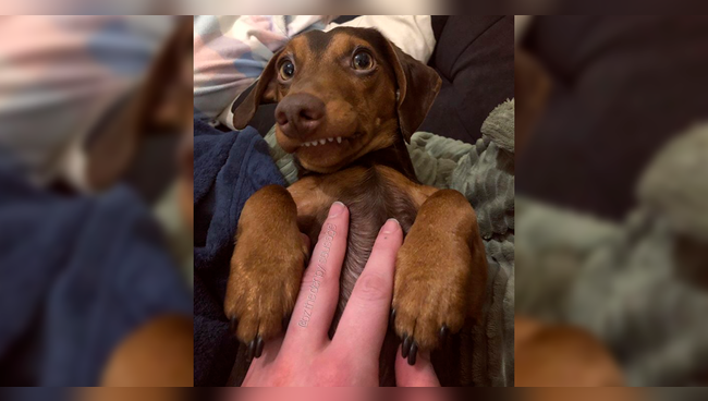 Oz, el perro salchicha que tiene 20 mil seguidores por su singular sonrisa