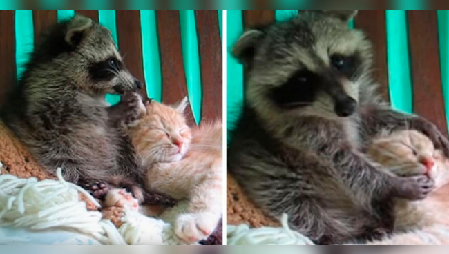 Mapache forma una gran amistad con un gatito que pensaba que era un peluche
