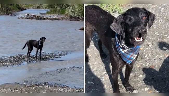 Perro celebra en el río junto a su dueño tras ser operado con éxito de ...
