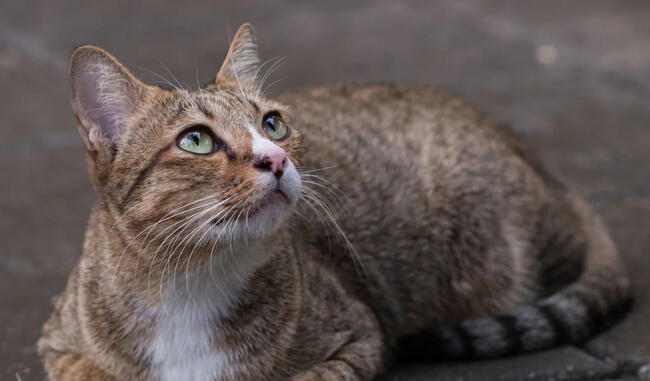 ¿Quieres saber si tu gato es un psicópata? Científico crean test para ...